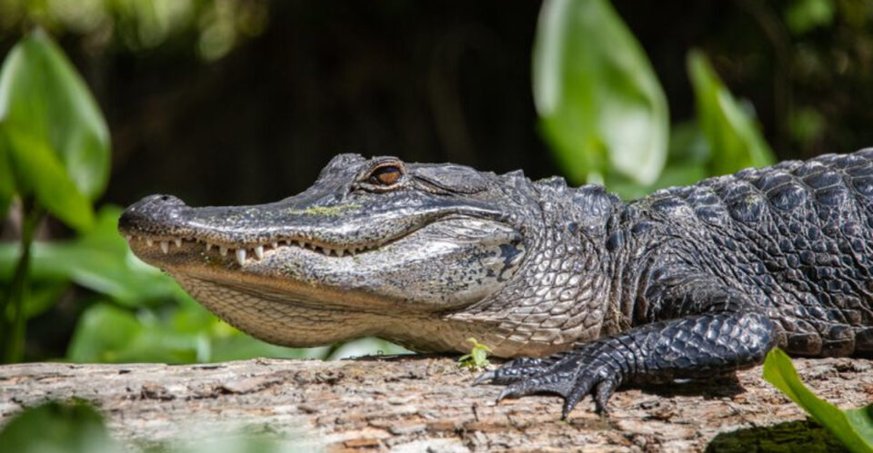 15 Most Crocodile-Infested Rivers Around The World