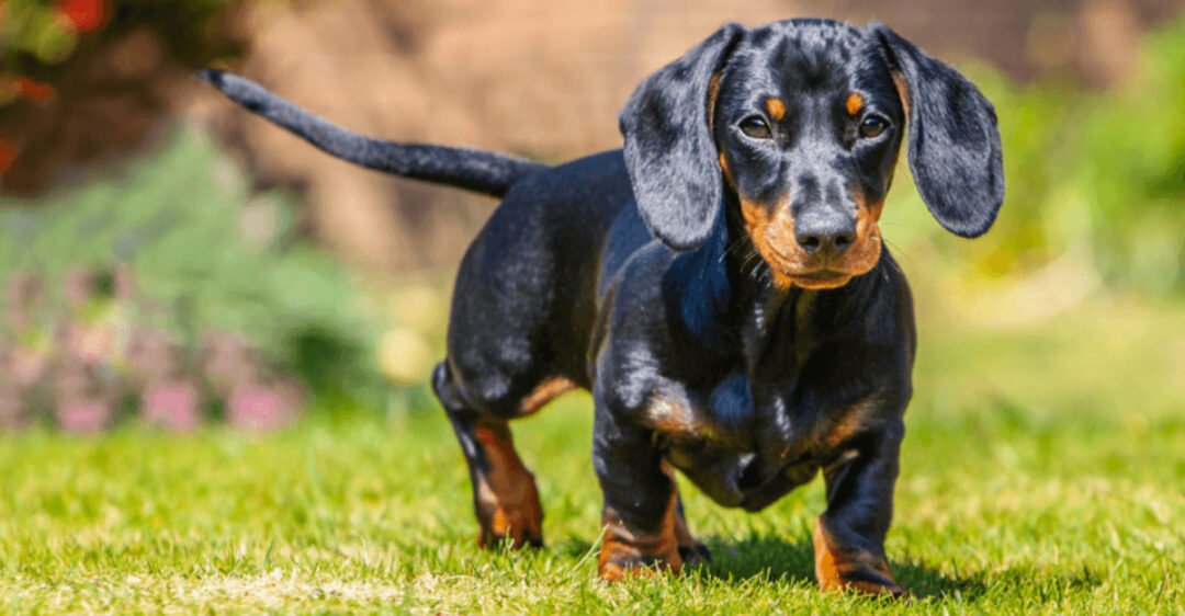 15 Most Protective Small Dog Breeds That Have Zero Fear