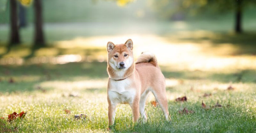 15 Must-Know Facts About Shiba Inus