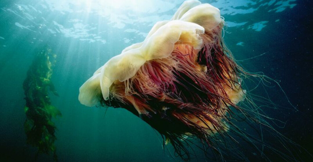 15 Of The Largest Sea Creatures Ever Discovered In Our Oceans