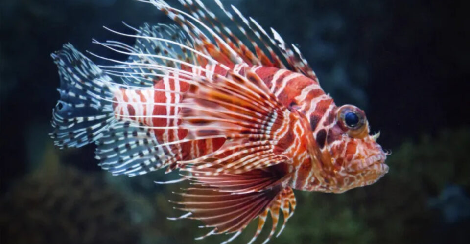 15 Of The Most Aggressive Freshwater Fish That Have Invaded U.S. Waterways