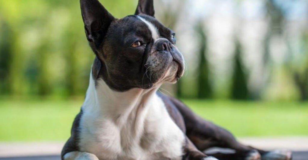 15 Of The Most Popular Terrier Dog Breeds