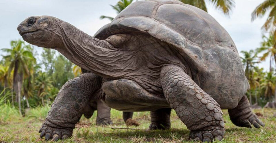 15 Oldest Living Animals On Earth That Defy Time