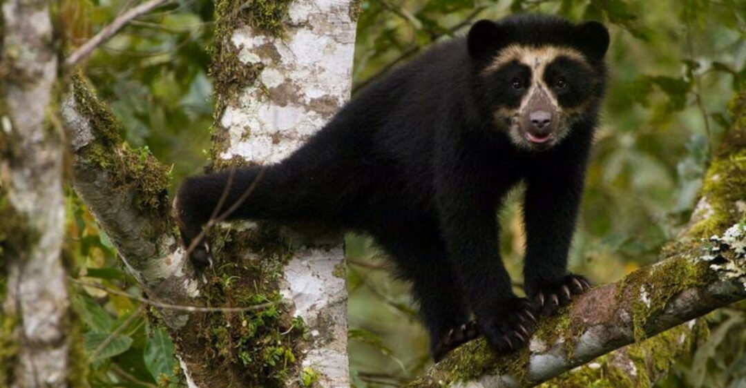 15 Rarest Bear Species In The World You’ve Probably Never Heard Of