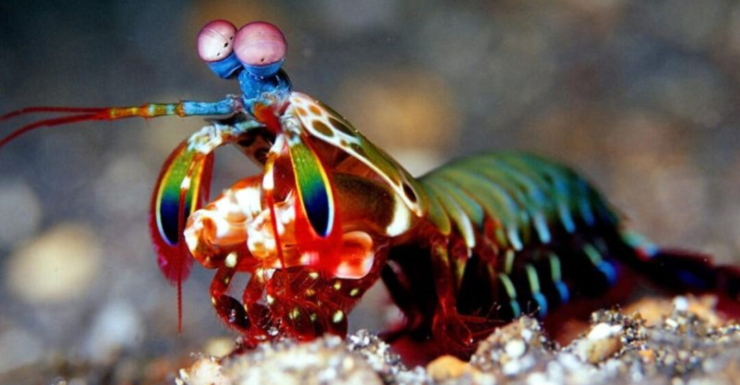 15 Reasons Mantis Shrimp Are The Ocean's Most Unstoppable Predators