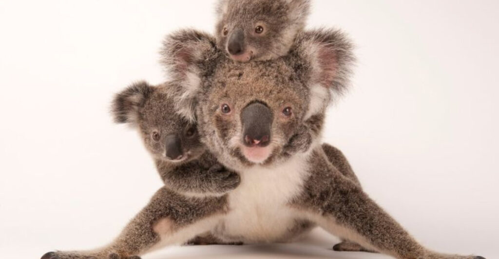 15 Reasons National Wild Koala Day Should Be A Global Celebration