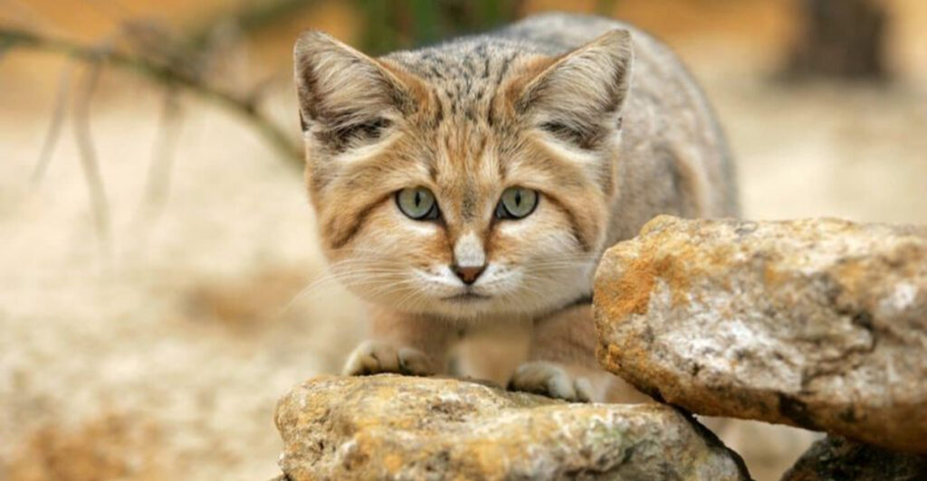 15 Reasons The Sand Cat Rules The Desert Like A True Feline King