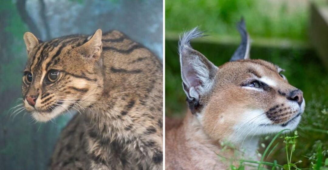 15 Remarkable Exotic Cat Breeds That Make Wonderful Companions