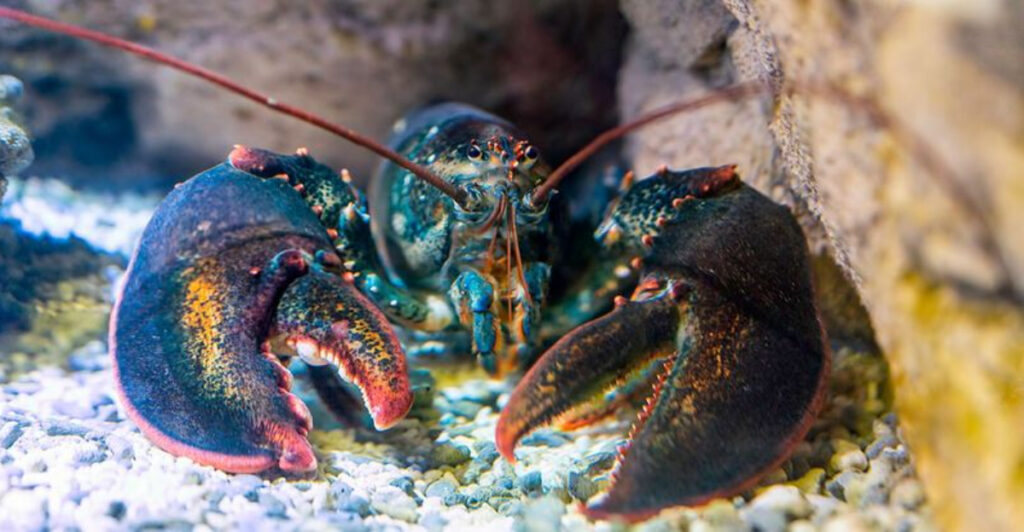 15 Sea Creatures With Lifespans That Are Hard To Believe