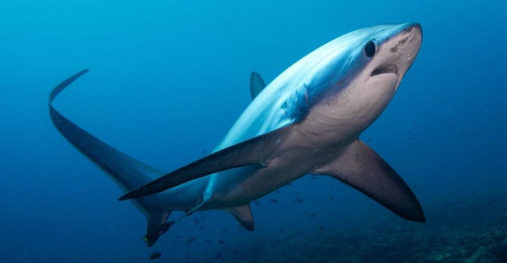 15 Sharks So Weird They Seem Made Up