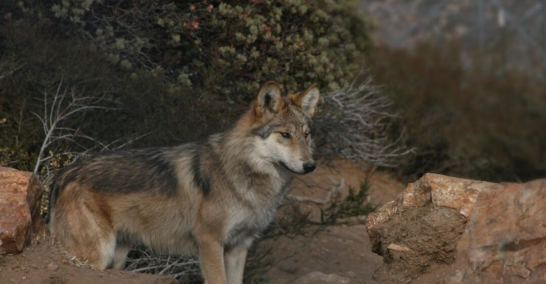 15 Surprising Facts About The Timber Wolf, The Grizzly’s Bane