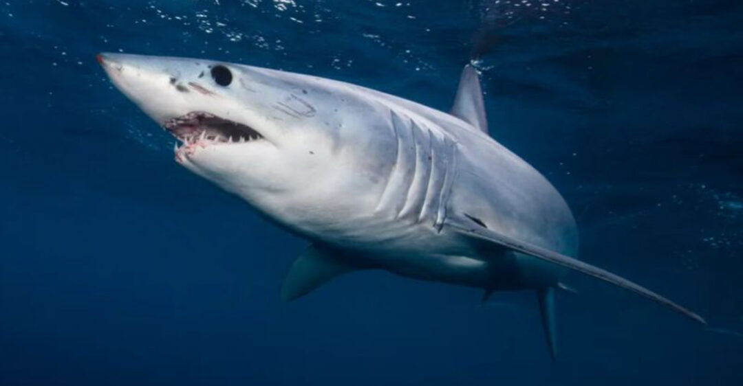 15 Surprising Sharks That Swim In American Waters