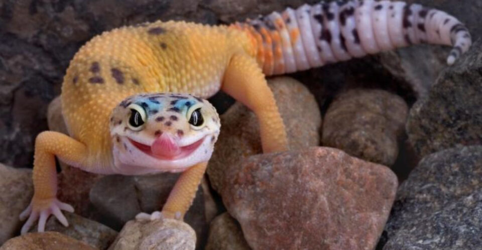 15 Tough Reptile Pets Built To Survive Harsh Conditions