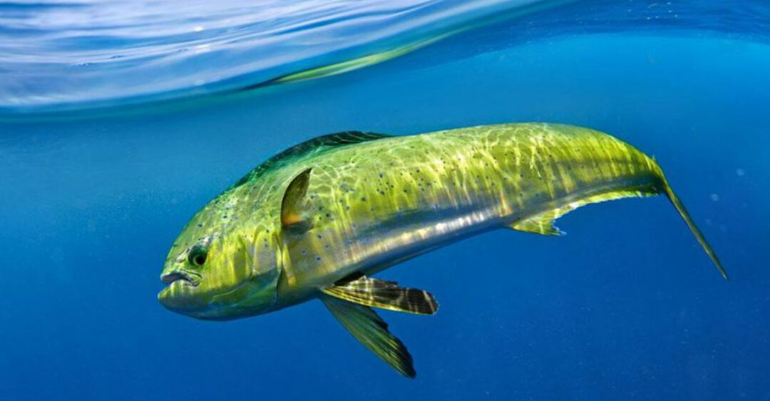 15 U.S. Spots Where Mahi Mahi Thrive