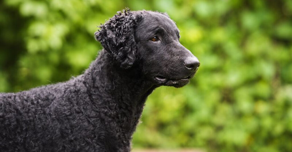 15 Underrated Dog Breeds That Make Amazing Pets