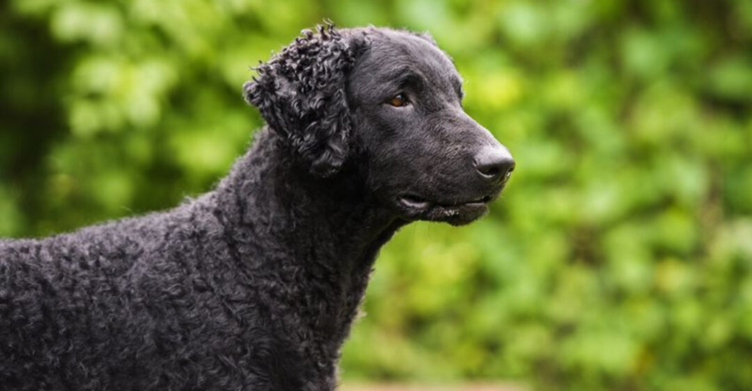 15 Underrated Dog Breeds That Make Amazing Pets