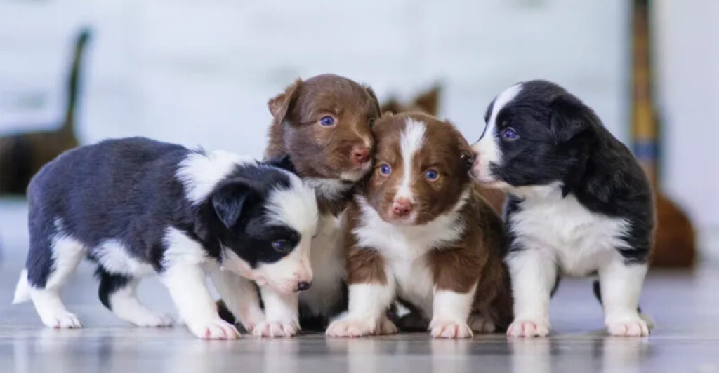 15 Ways Socialization Benefits Young Puppies, Backed By Science