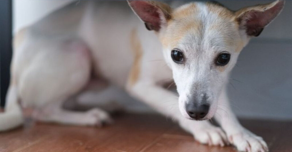 15 Ways To Spot A Bad Dog Owner