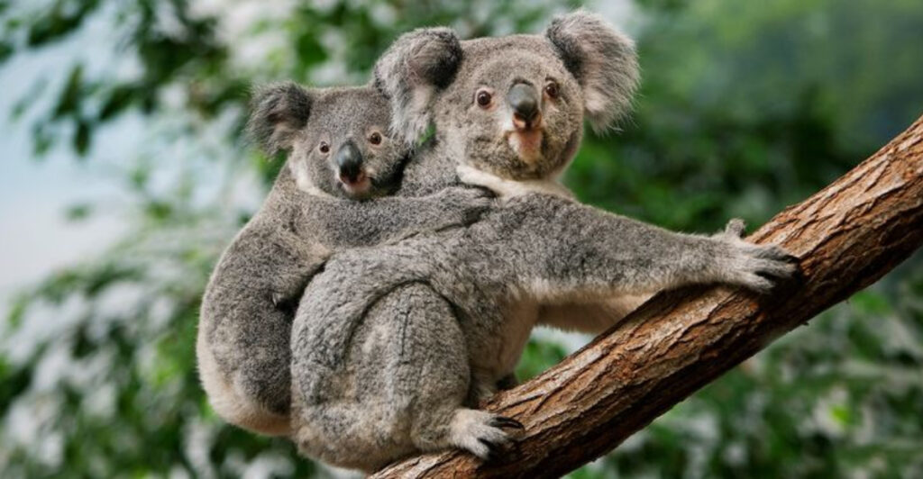 15 Ways You Can Help Koalas Thrive On National Wild Koala Day
