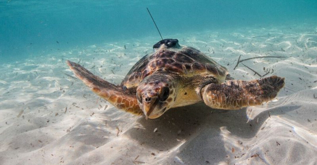 15 Ways You Can Help Turtles On World Turtle Day