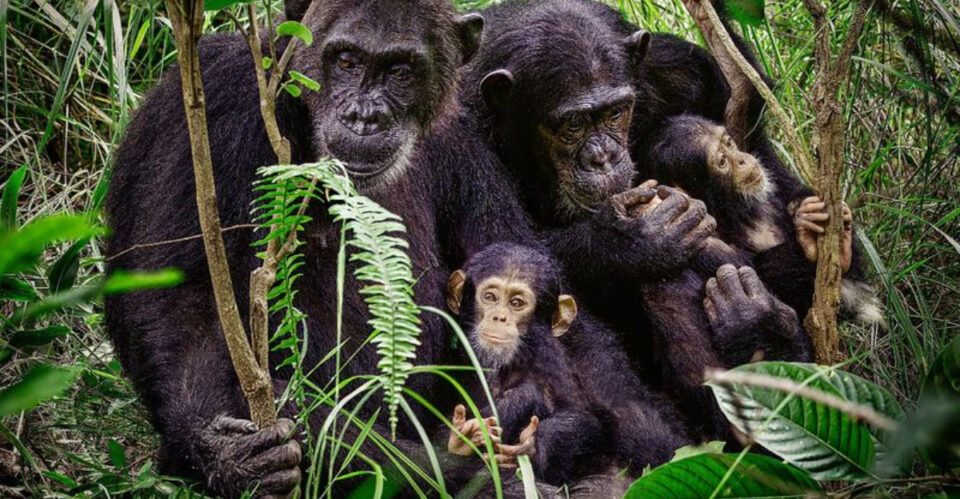 15 Wild Animal Families That Stick Together For Life