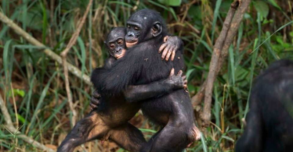 17 Most Friendly Wild Animals In The World