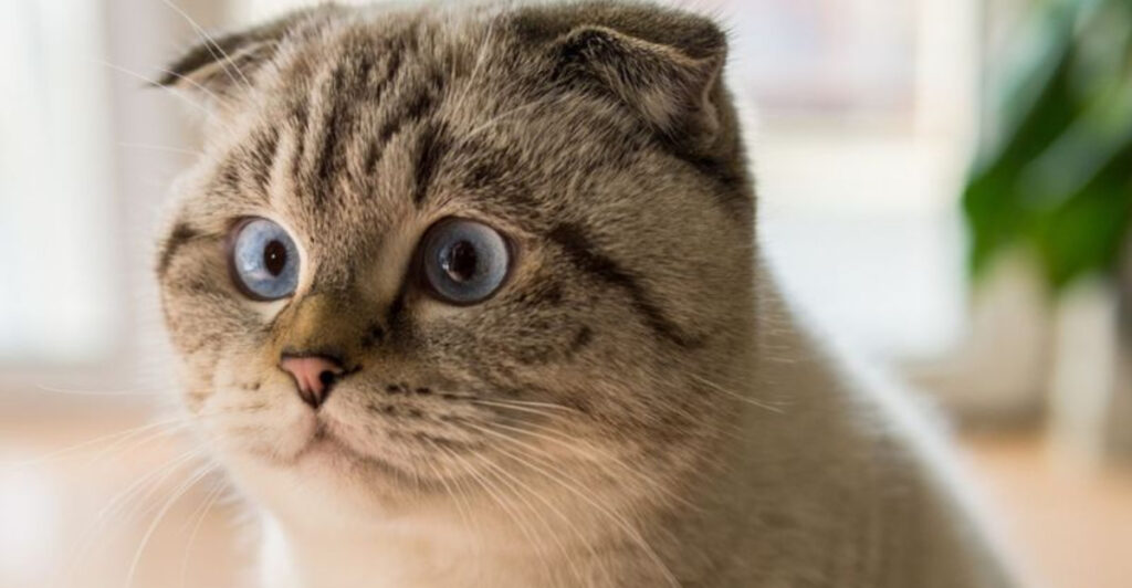 15 Worst Cats Breeds According To Dog Owners