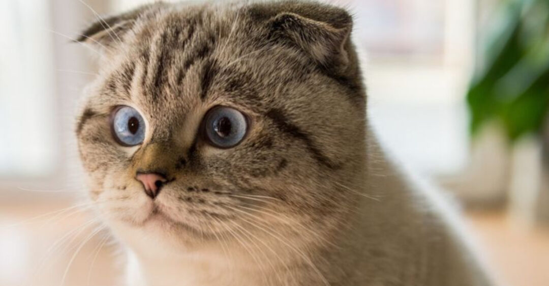 15 Worst Cats Breeds According To Dog Owners – Animalko