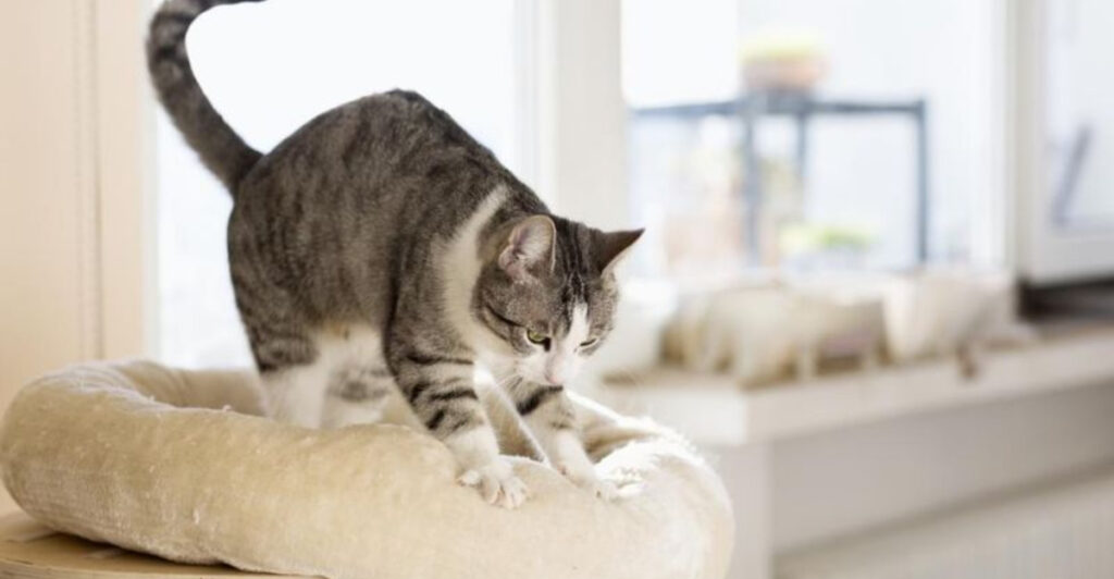 16 Adorable Pet Behaviors That Might Be Signs Of Trouble