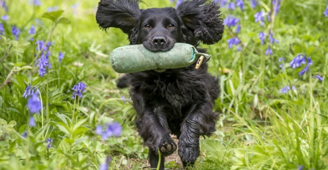 16 Bird Dog Breeds That Are Great Hunters And Even Better Family Dogs