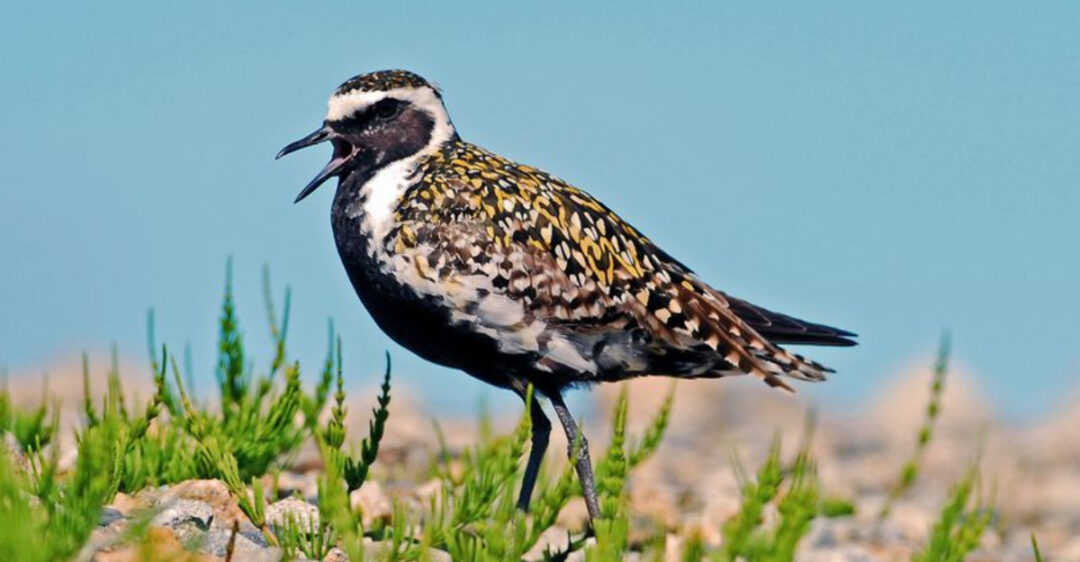 16 Birds That Thrive Across The Hawaiian Islands