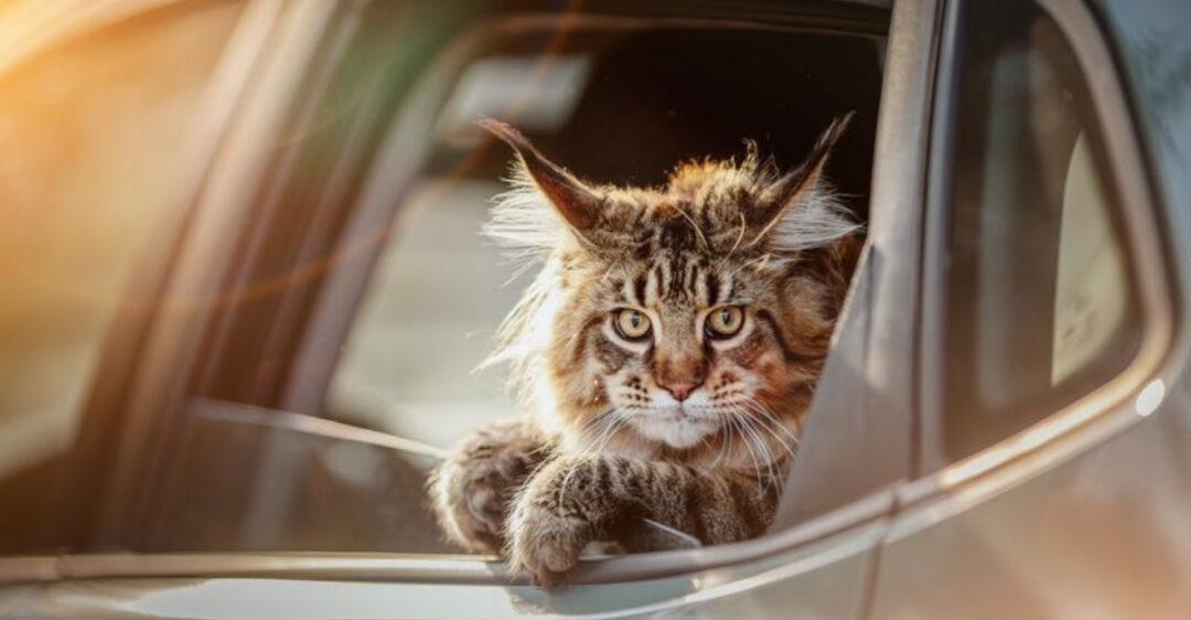 9 Proven Ways To Stop A Charging Dog (And 4 Mistakes That Make It Worse)