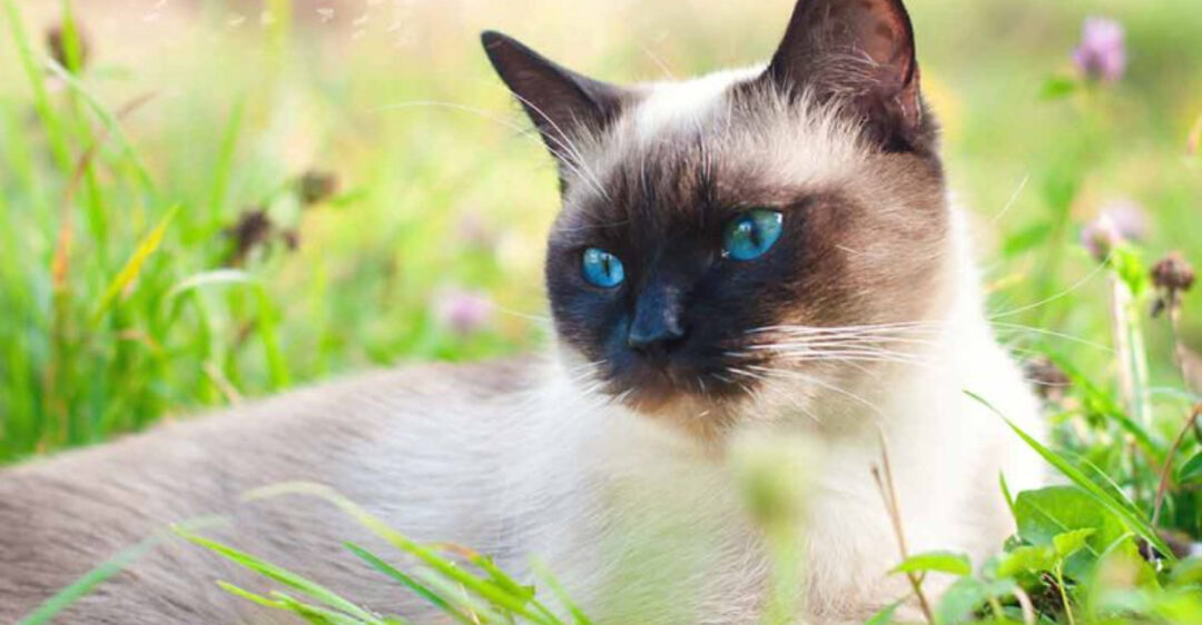16 Cat Breeds That Thrive When Left To Love On Their Own Terms