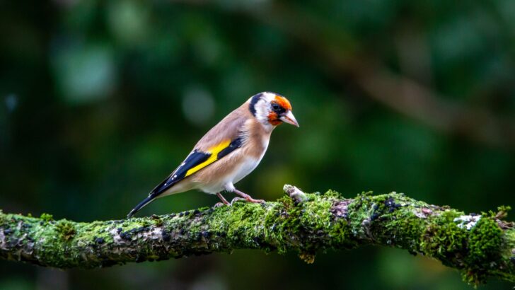 16 Common Backyard Birds And What They Represent