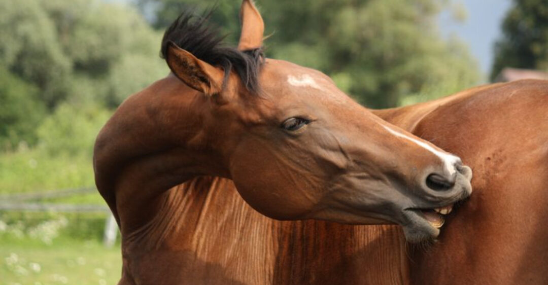 16 Common Skin Diseases In Horses