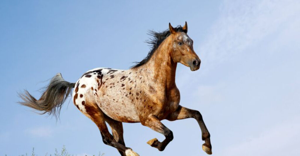 7 Stunning Horse Breeds With Long Manes