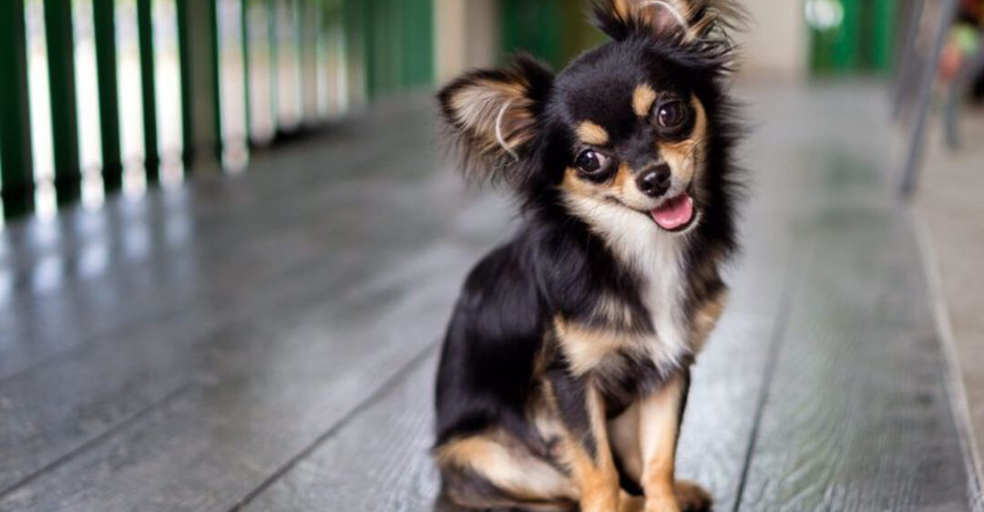 16 Dog Breeds That Fit Best With Single Owners
