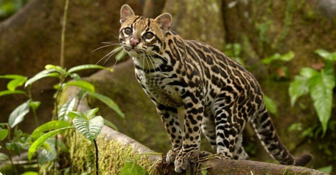 16 Endangered Mexican Wildlife Species That Desperately Need Protection