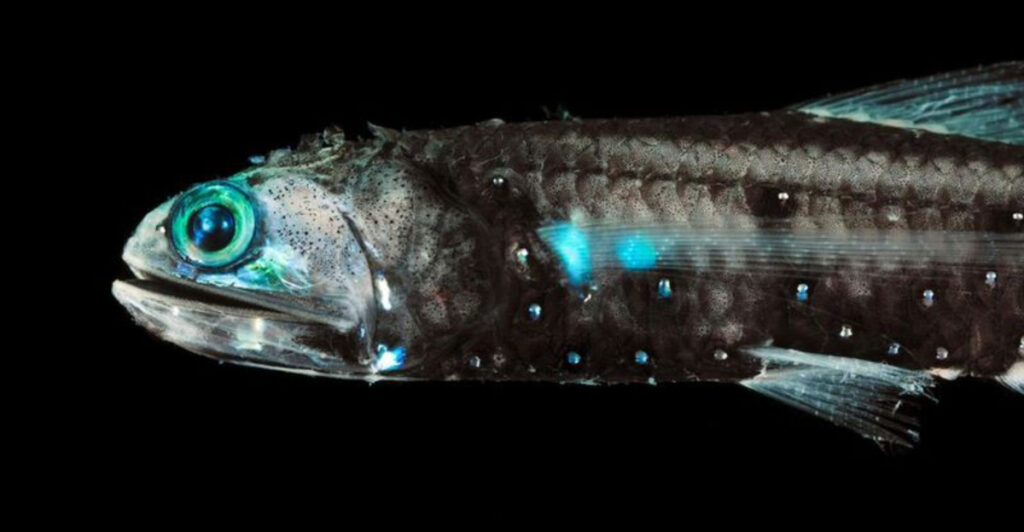 16 Fish Species That Thrive In Complete Darkness