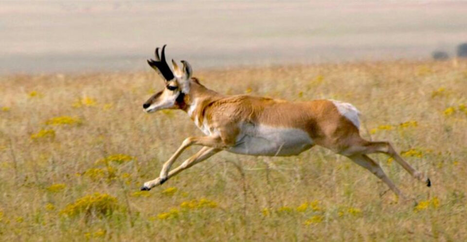 16 Fun Facts About The Fastest Land Animal Native To The U.S.