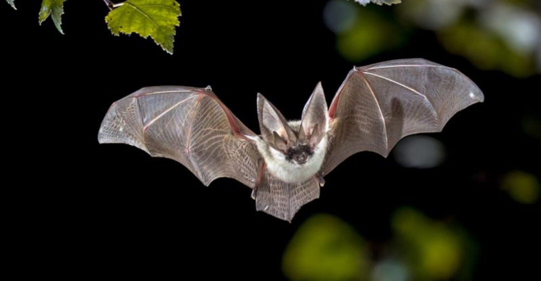 16 Interesting Facts About Bats (And Why They Can’t Be Pets)