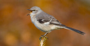16 Invasive Bird Species Taking Over America