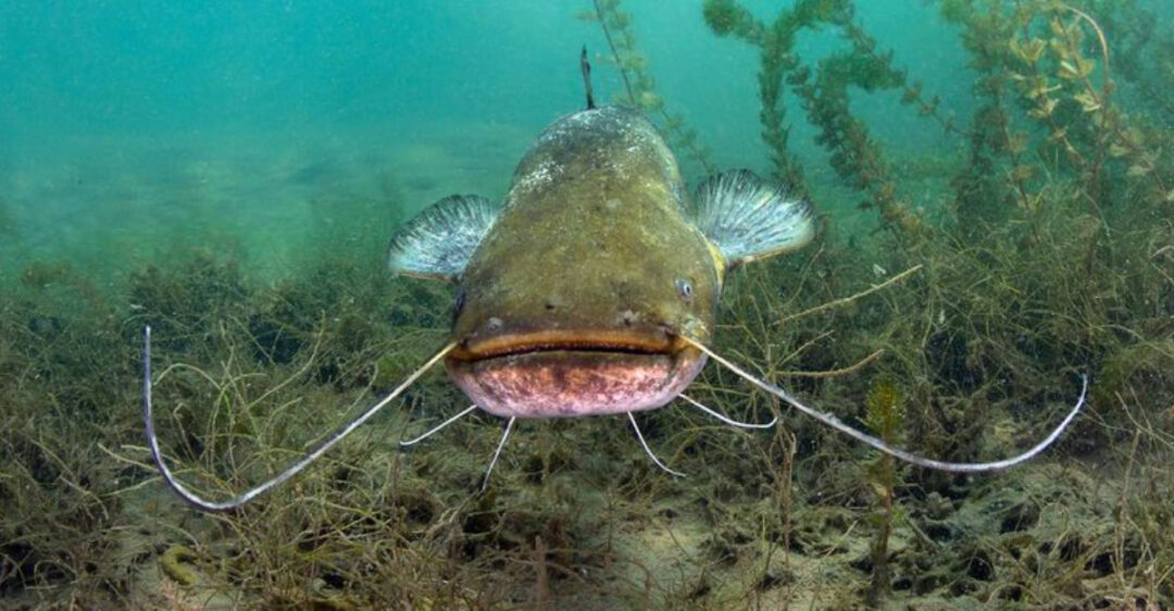 16 Invasive Fish Species That Are Actually Improving American Waterways