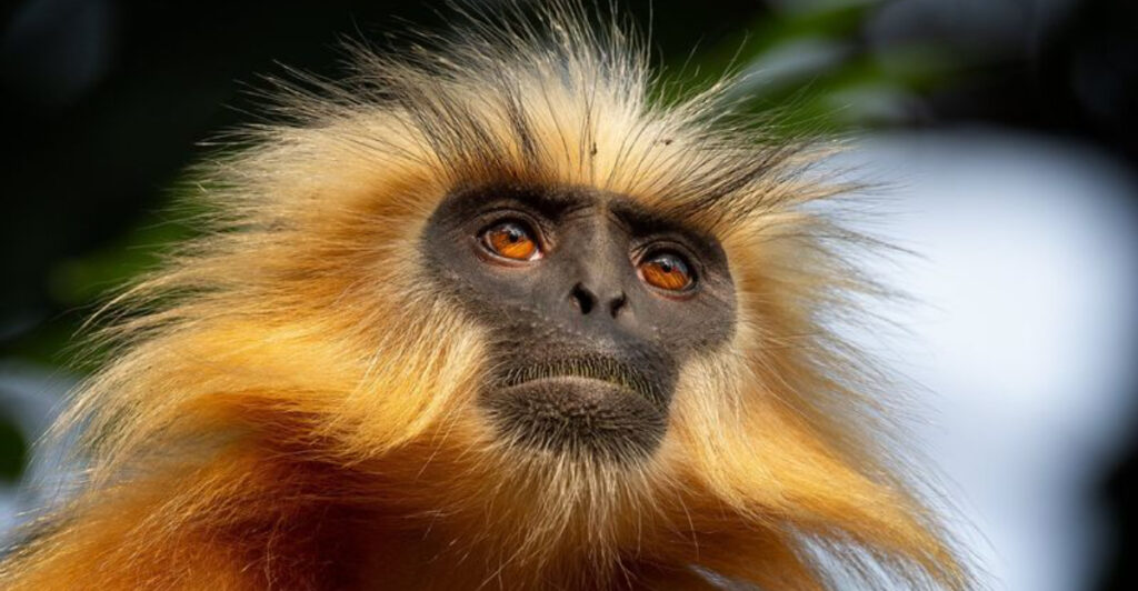 16 Lesser-Known Animals Going Extinct We Can't Ignore