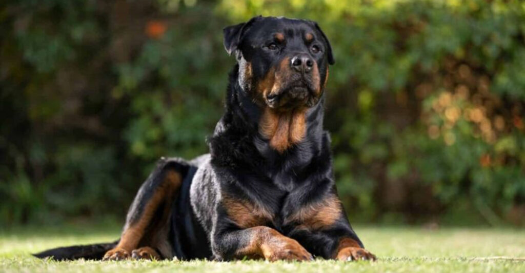 16 Loyal Dog Breeds That Watch Over Loved Ones