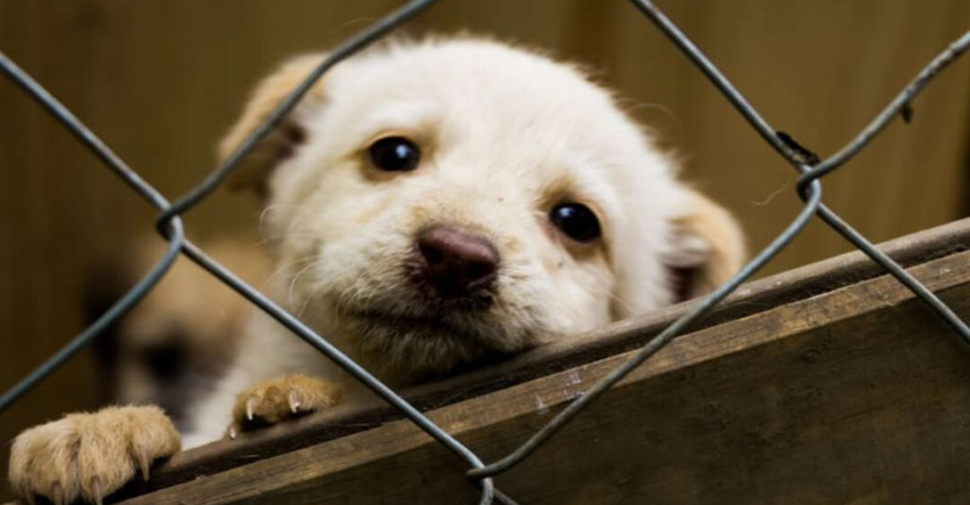 16 Myths You’ve Heard About Shelter Dogs Debunked