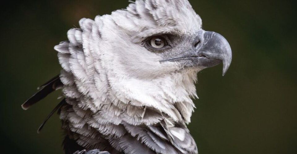 16 Notable Facts About Harpy Eagles