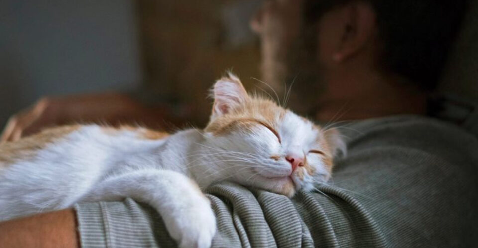16 Signs Your Cat Feels Peaceful In Your Presence