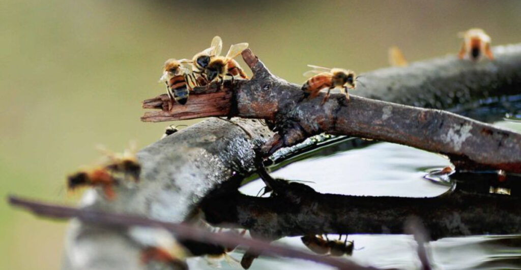 16 Simple Ways You Can Help Save The Bees In Your Backyard