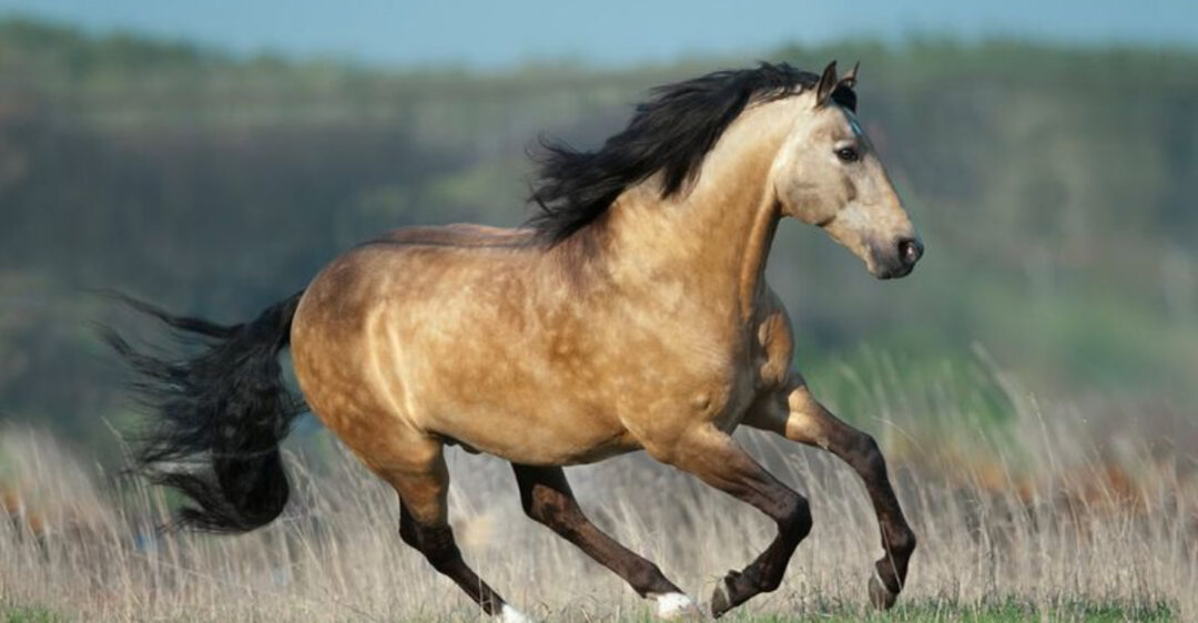 15 Stunning Horse Breeds That Thrive On California Ranches